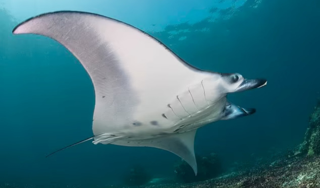 Kali Pertama 1.000 Pari Manta Tercatat di Taman Nasional Komodo ...