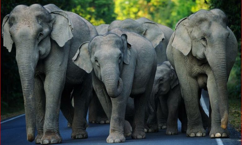 Gajah-gajah Wisata Thailand Pulang Kampung Jalan Kaki 500 Kilometer ...